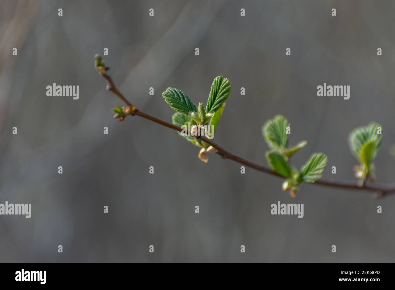 Hazel tree sprig hi-res stock photography and images - Alamy
