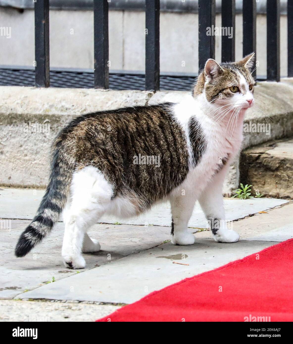 Larry, the No 10 Downing Street cat and Chief Mouser to the Cabinet ...