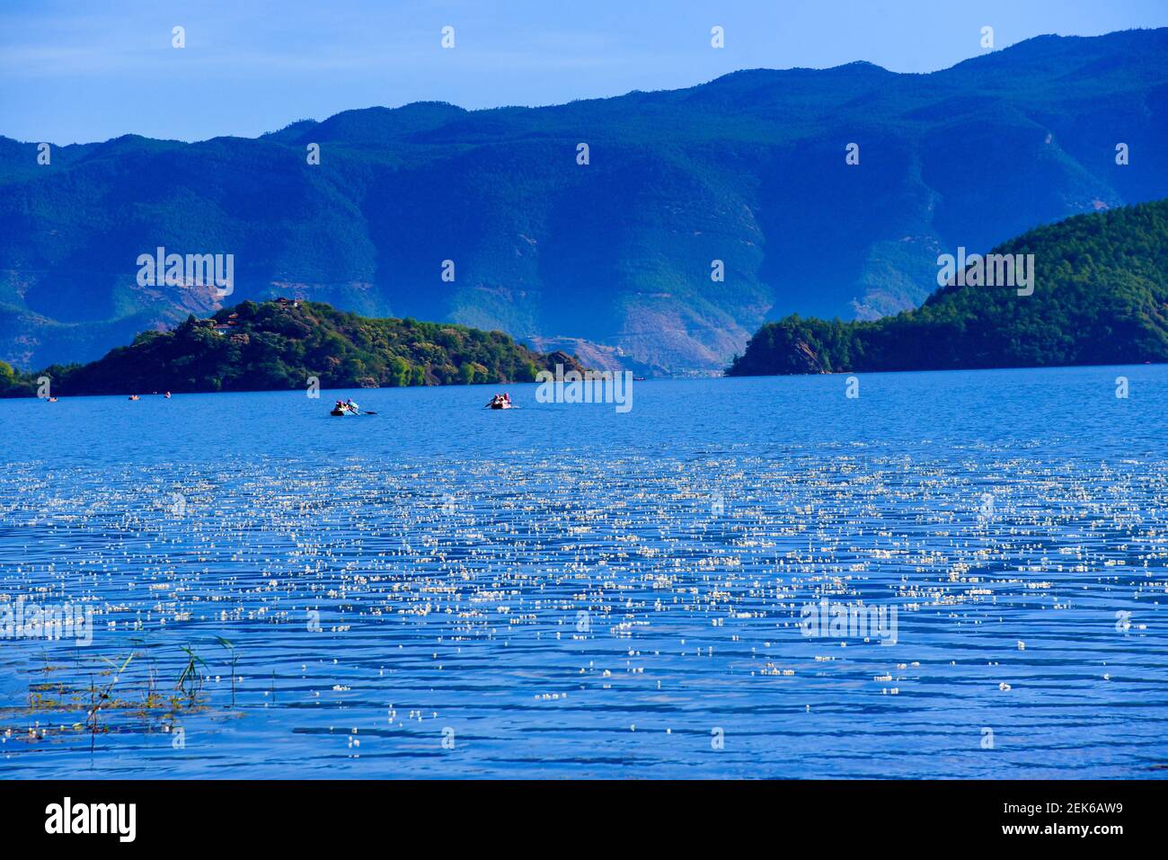 View of ottelia acuminata, a plant species endemic to Southern China ...