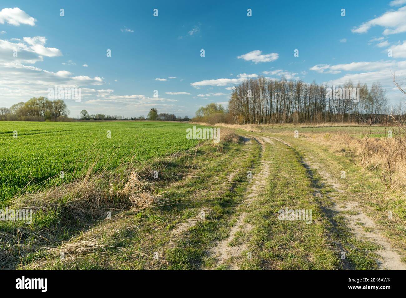 Spring green fields by a country road, April sunny landscape Stock ...