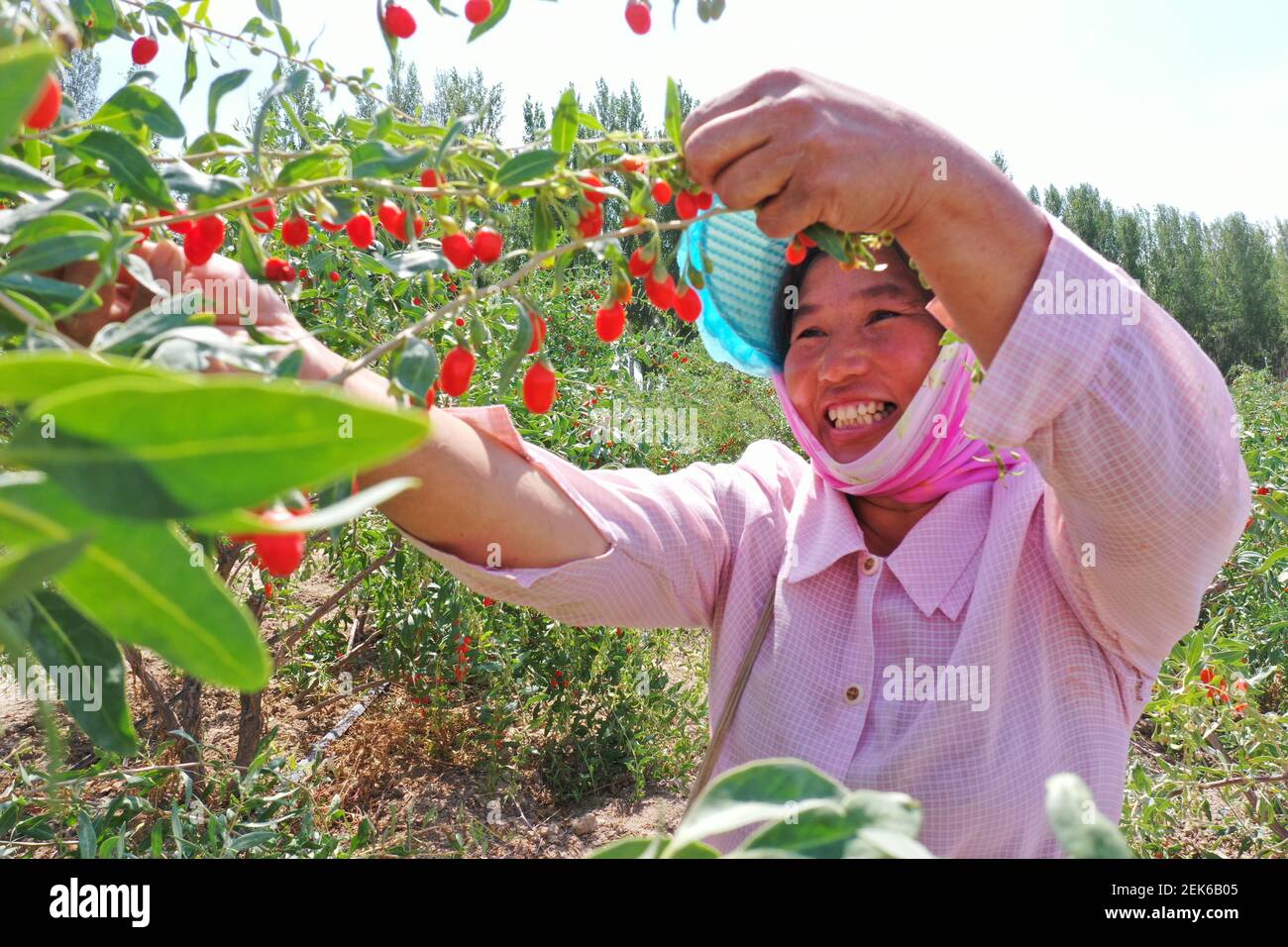 Local farmers are busy at reaping Goji berries, also known as ...