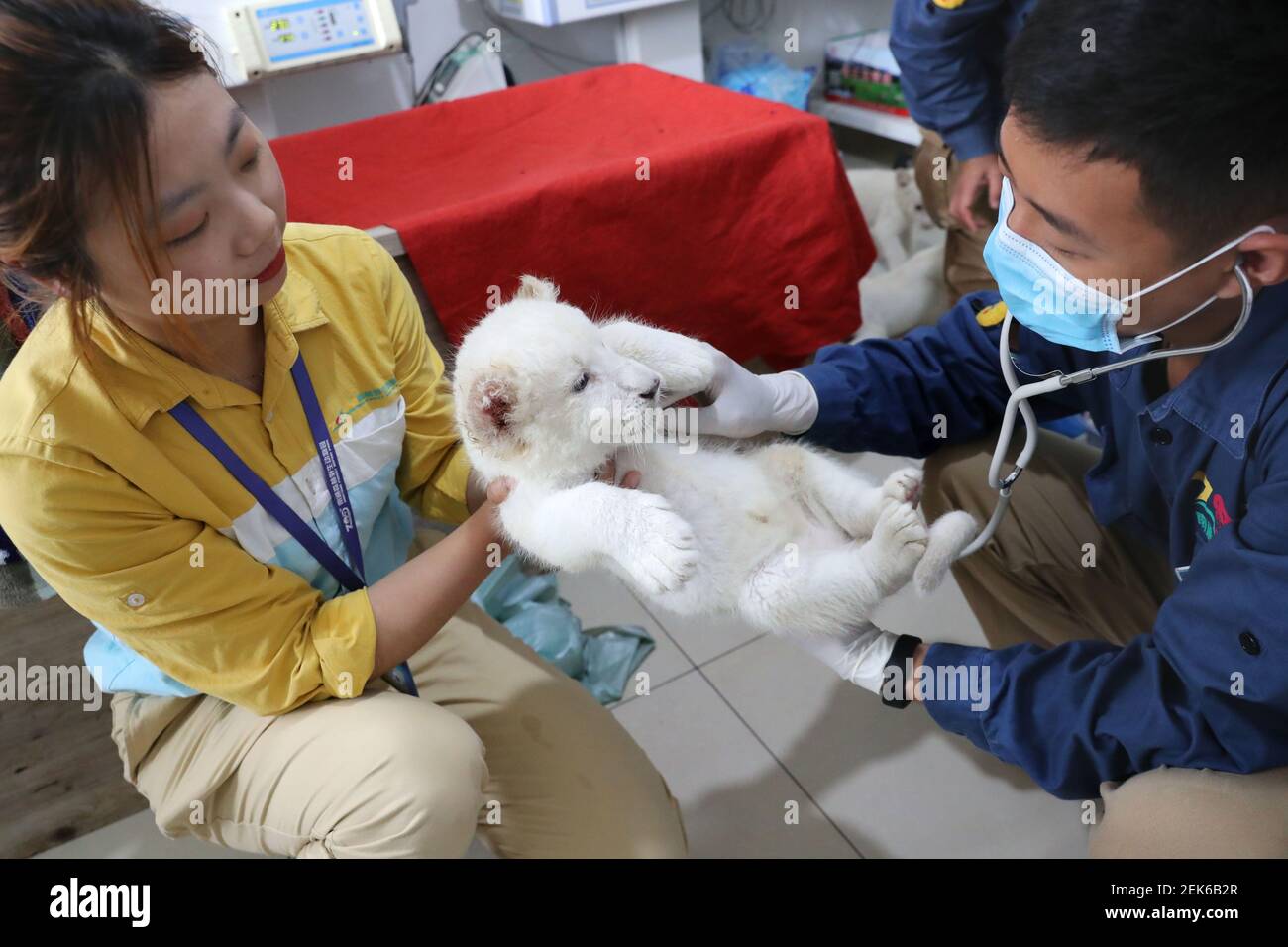 A zoo staff does physical check on a baby white lion at the Nantong ...