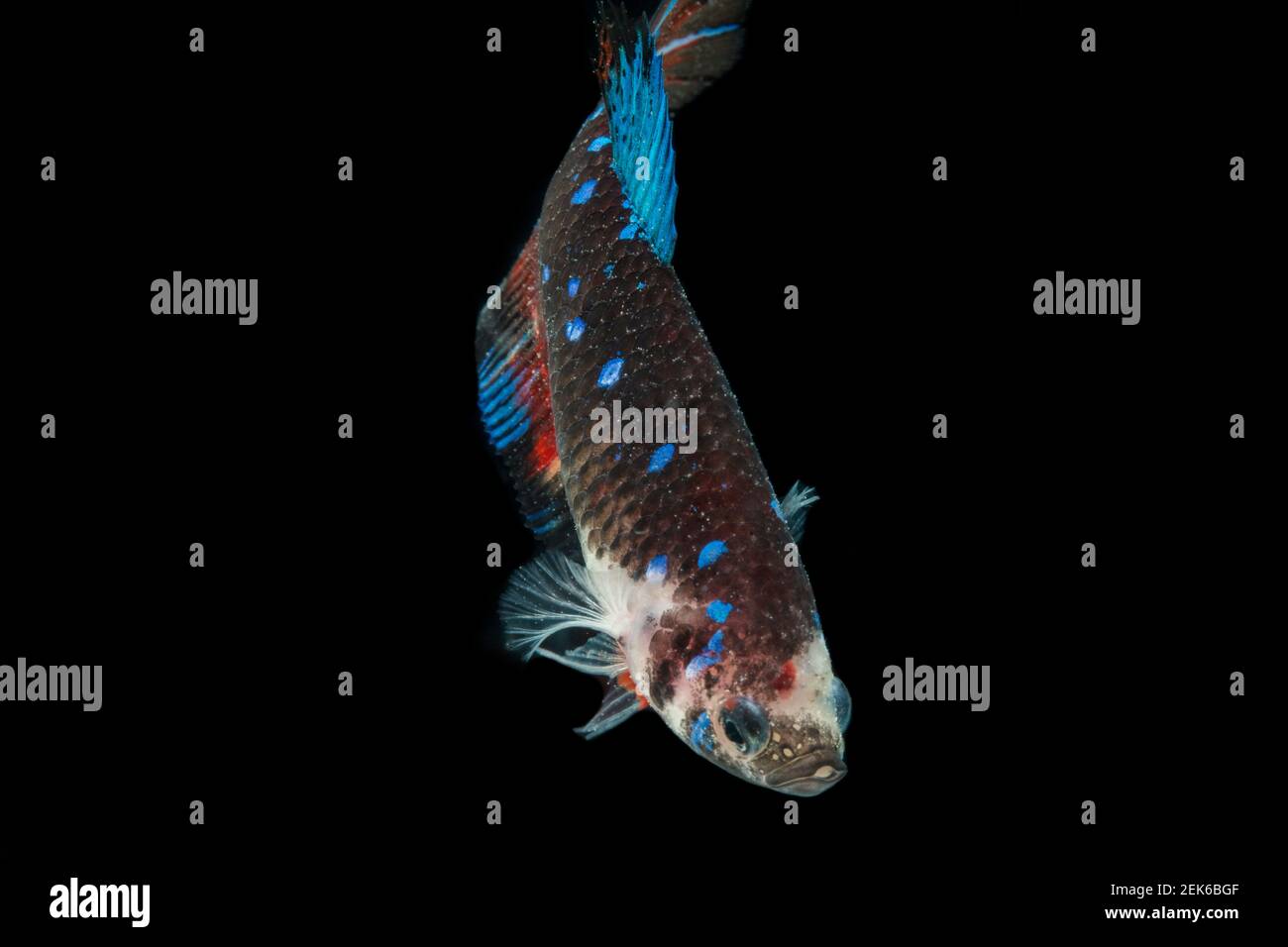 Close up of colorful Betta fish. Beautiful Siamese fighting fish, Fancy ...
