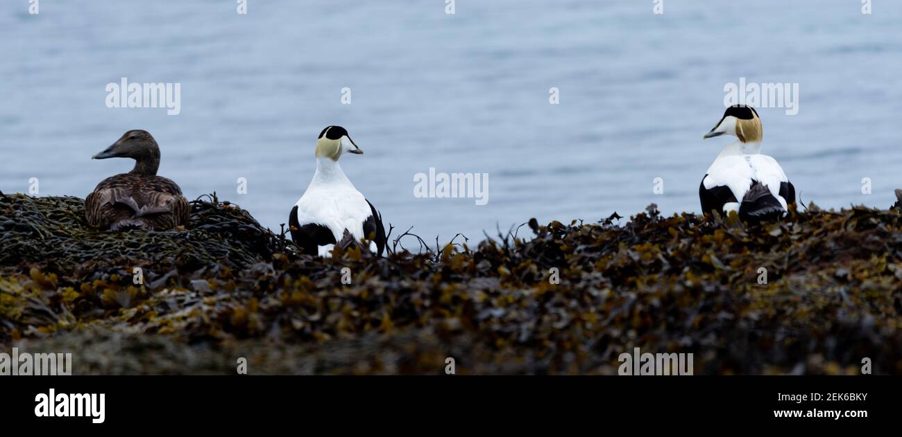 Common Eider Ducks Resting on Seaweed Stock Photo - Alamy