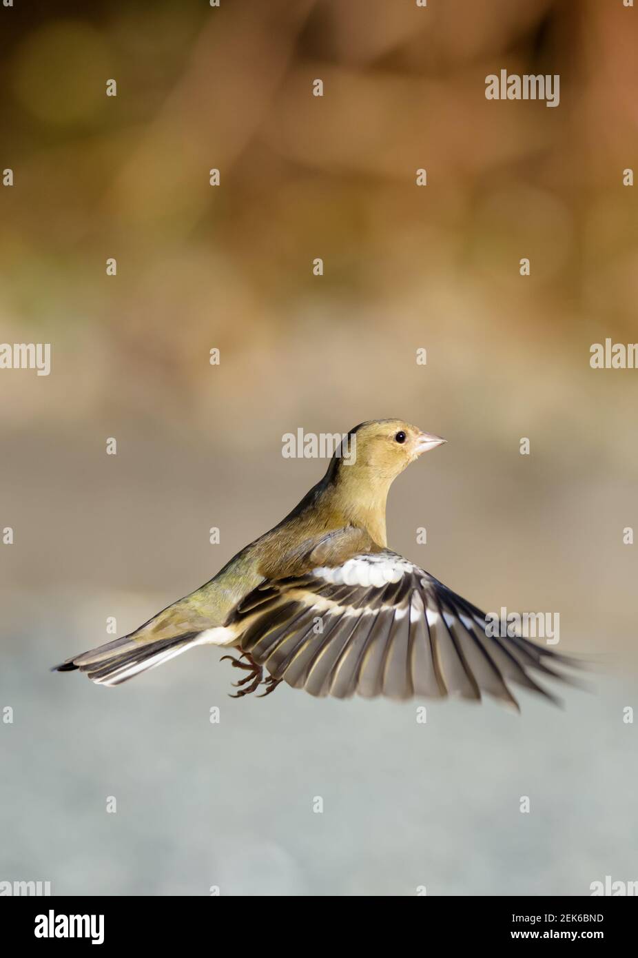 Chaffinch in profile hi-res stock photography and images - Alamy
