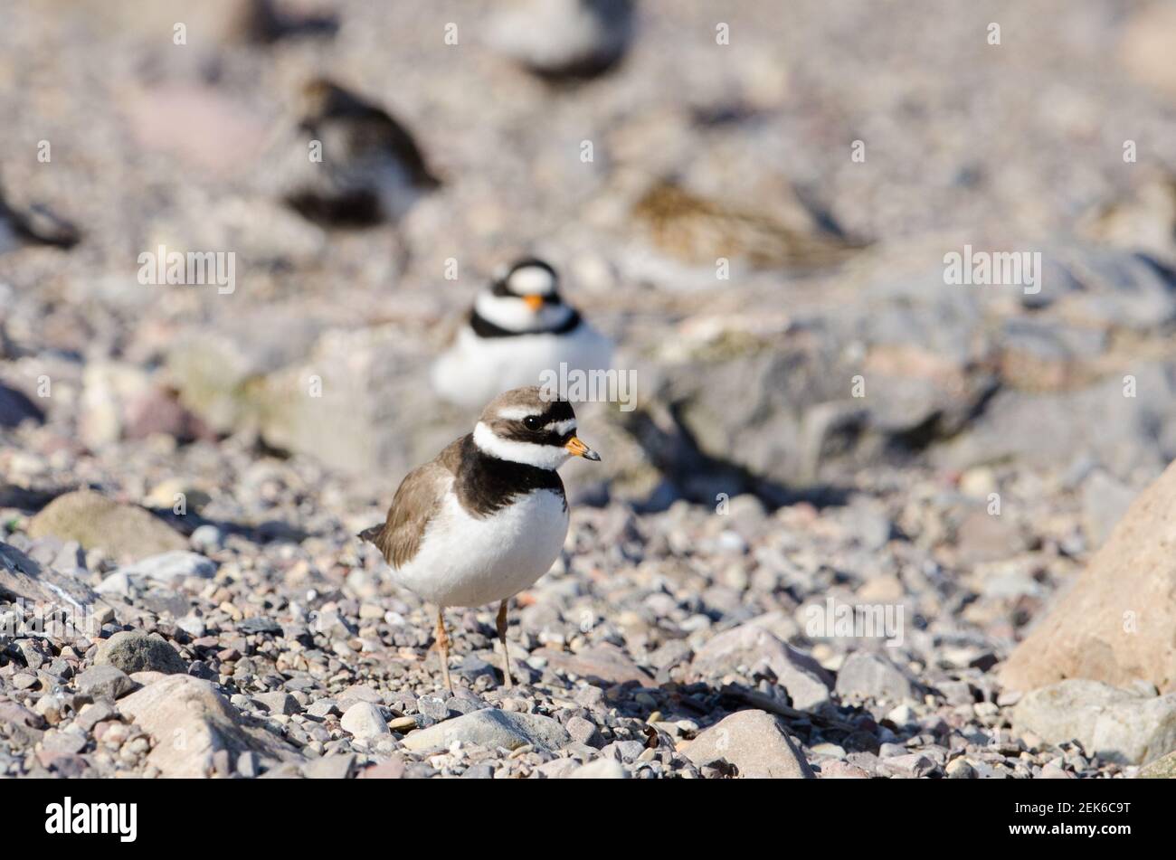 Two Ringed plover on shingle shoreline Stock Photo - Alamy