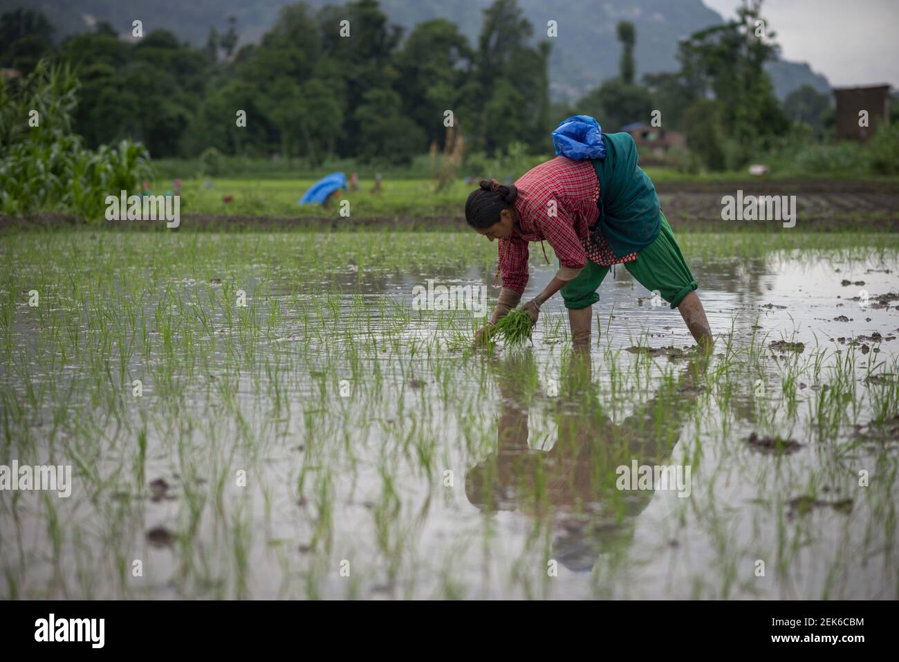A Nepalese woman seen planting rice seedlings at a paddy field. As the ...