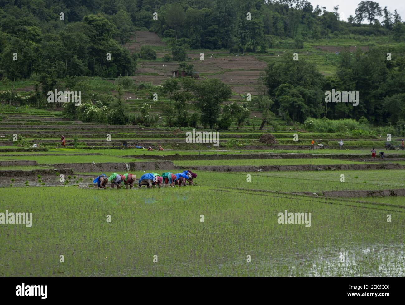 A group of farmers plant rice seedlings at a paddy field. As the pre ...