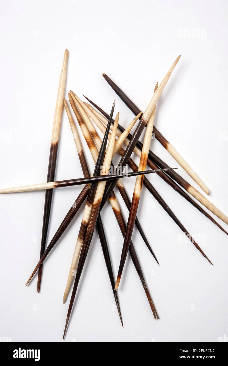 Sharp quills hi-res stock photography and images - Alamy