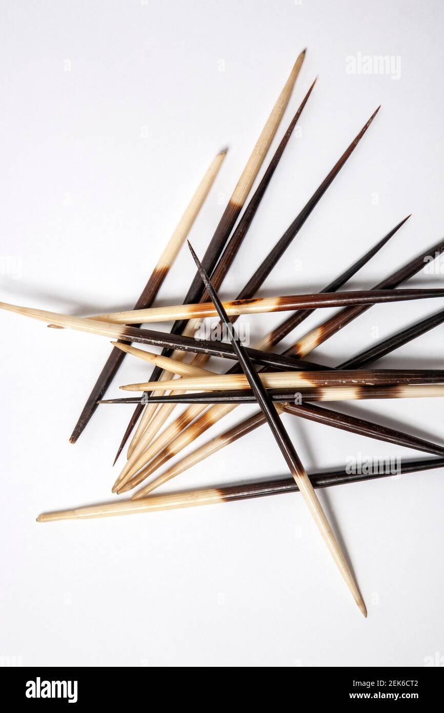 Sharp quills hi-res stock photography and images - Alamy