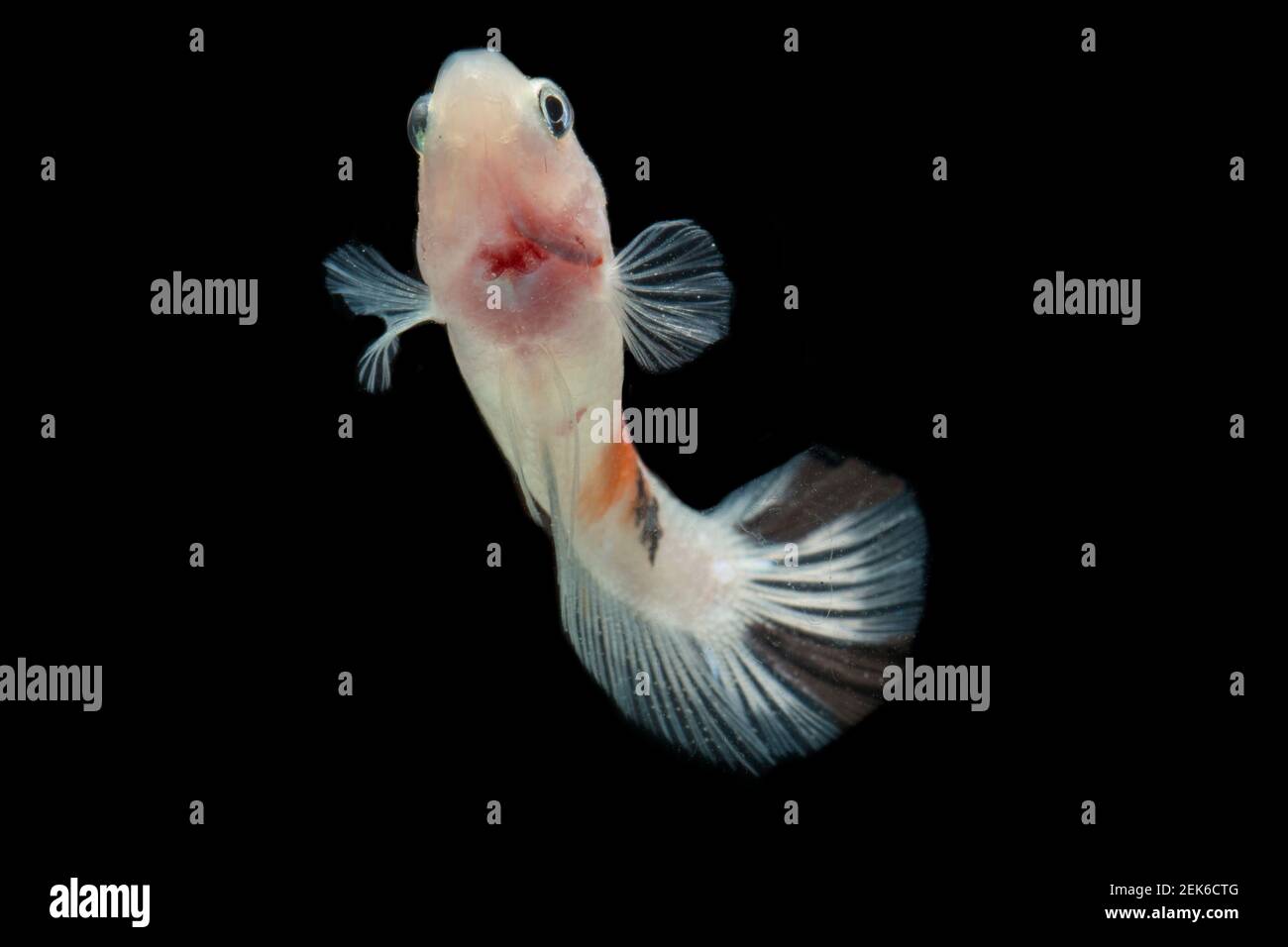 Close up of colorful Betta fish. Beautiful Siamese fighting fish, Fancy ...