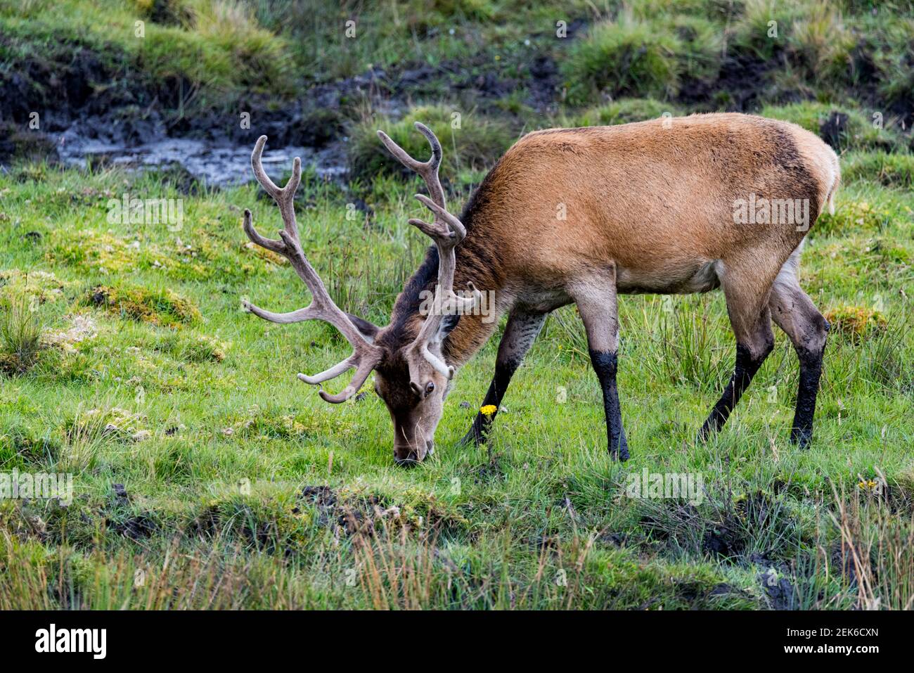 Stag on a Scottish Moor Head Down Stock Photo - Alamy