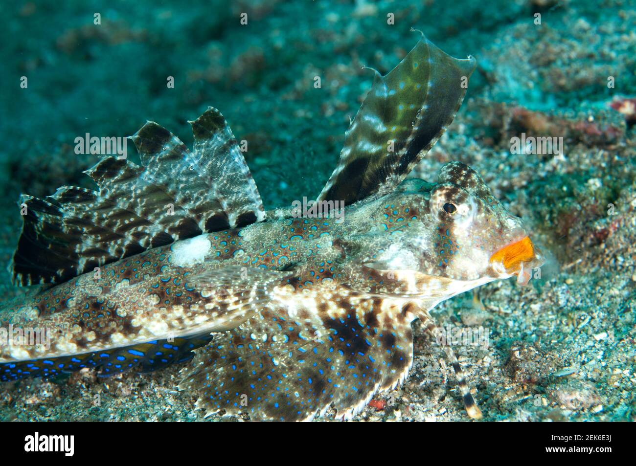 Fingered dragonet dactylopus dactylopus sulawesi hi-res stock ...