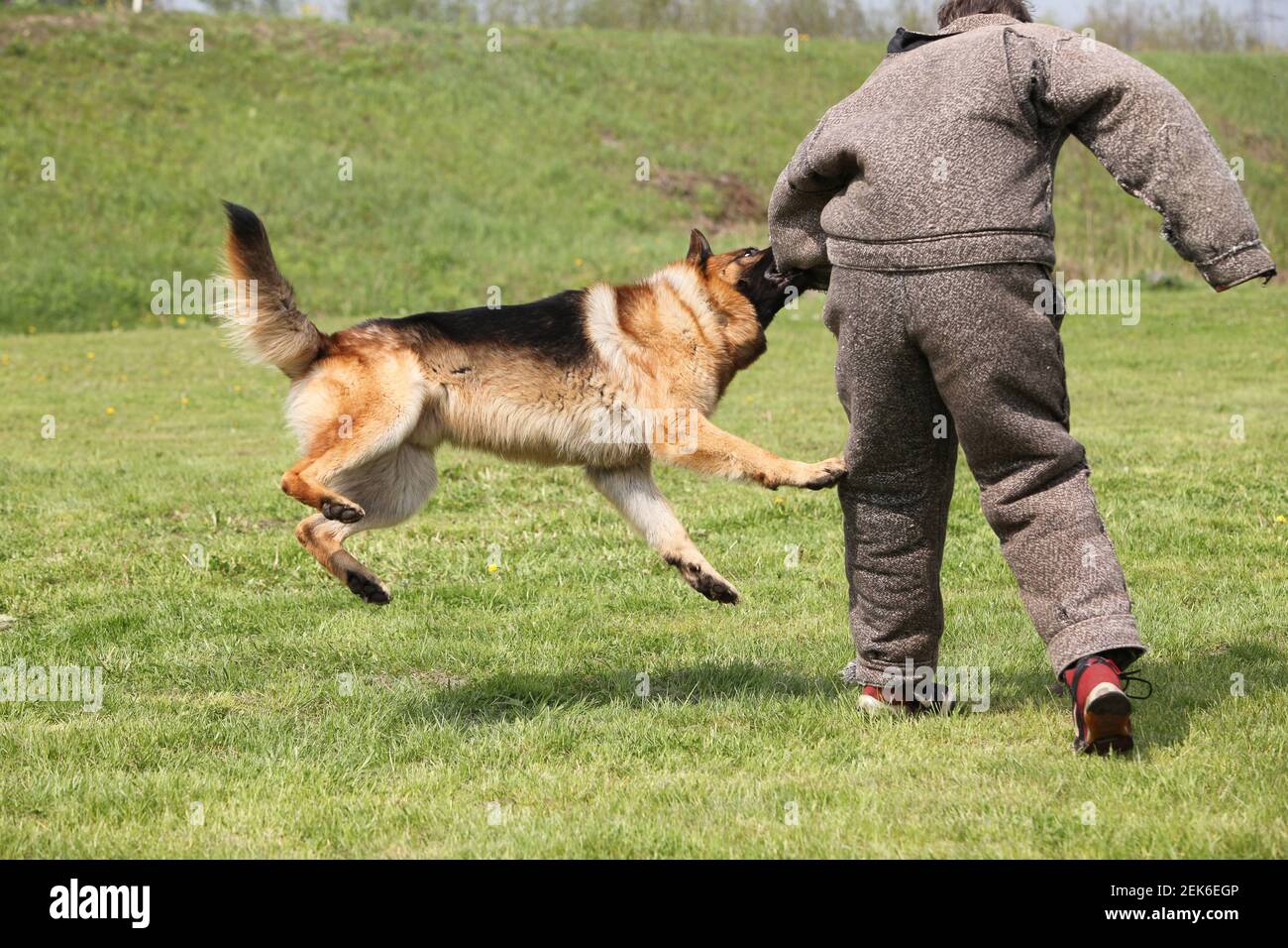 A German Shepherd learning how to apprehend a man Stock Photo - Alamy