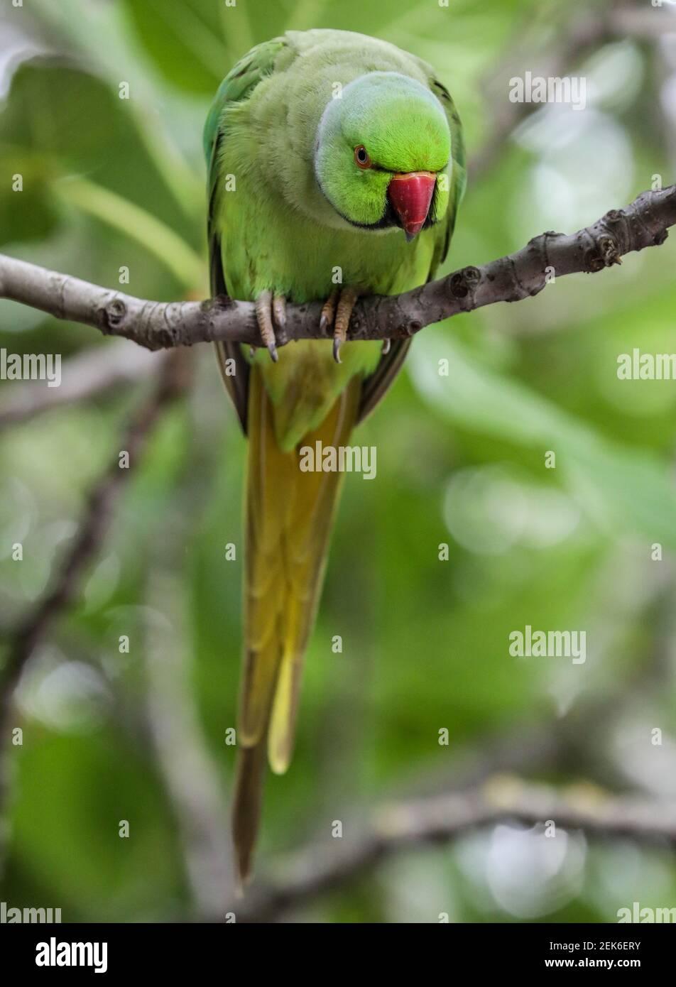 View of a wild green parakeet on a tree branch. Wild green parakeets ...