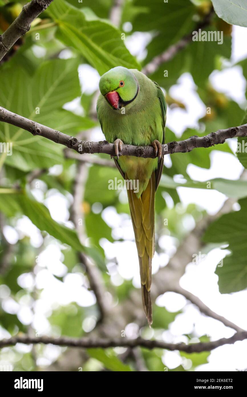 View of a wild green parakeet on a tree branch. Wild green parakeets ...