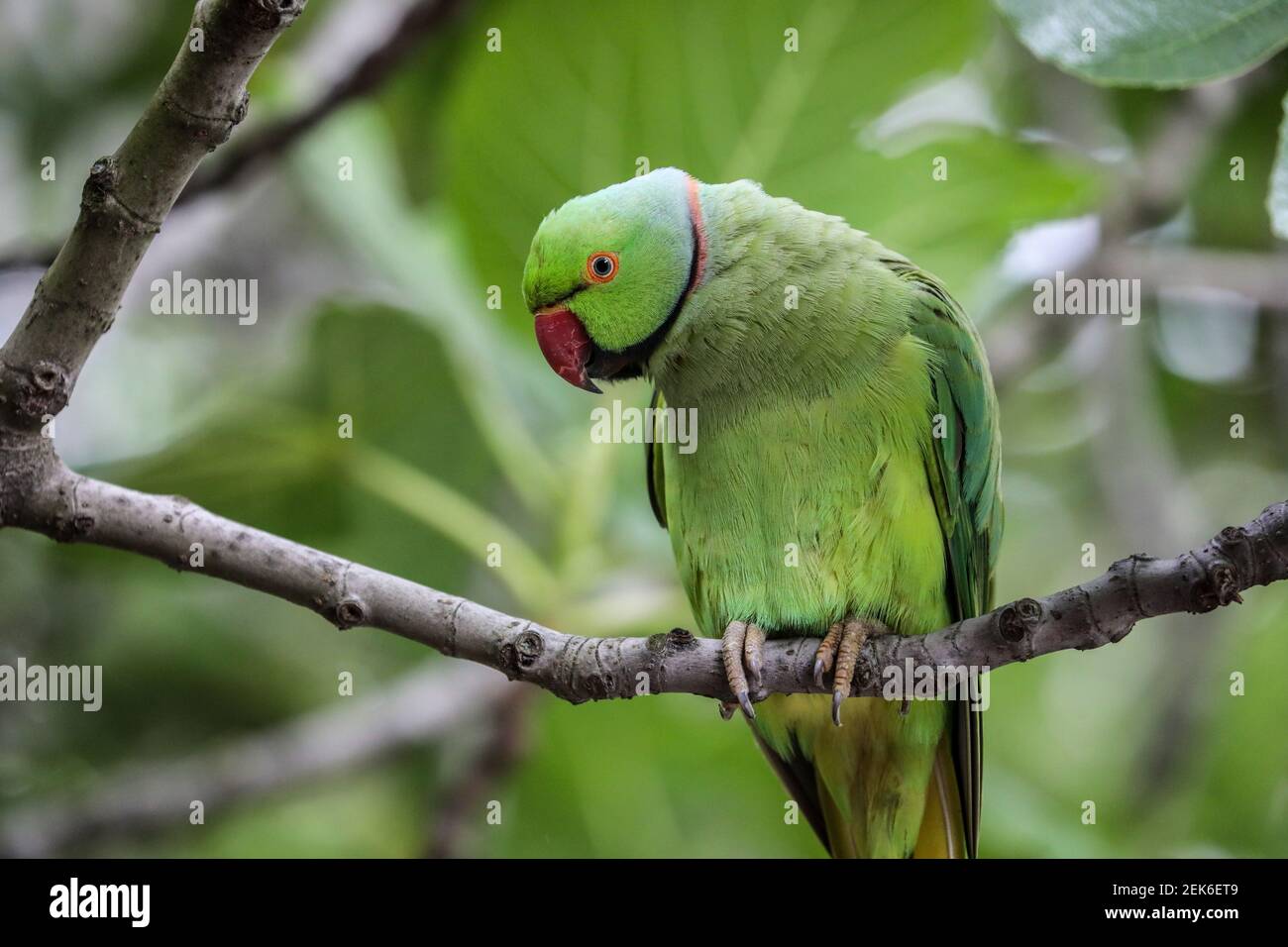 View of a wild green parakeet on a tree branch. Wild green parakeets ...