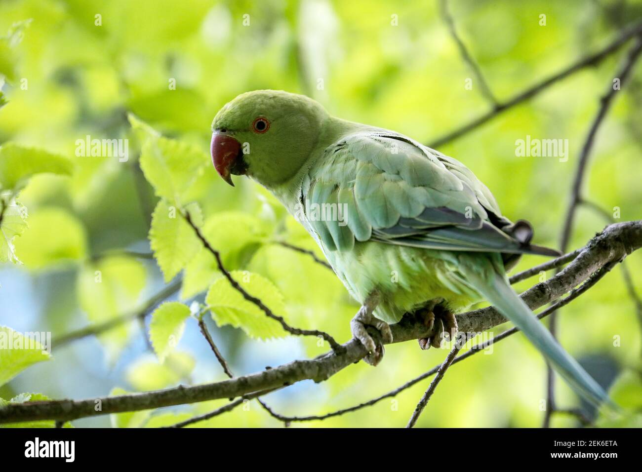 View of a wild green parakeet on a tree branch. Wild green parakeets ...