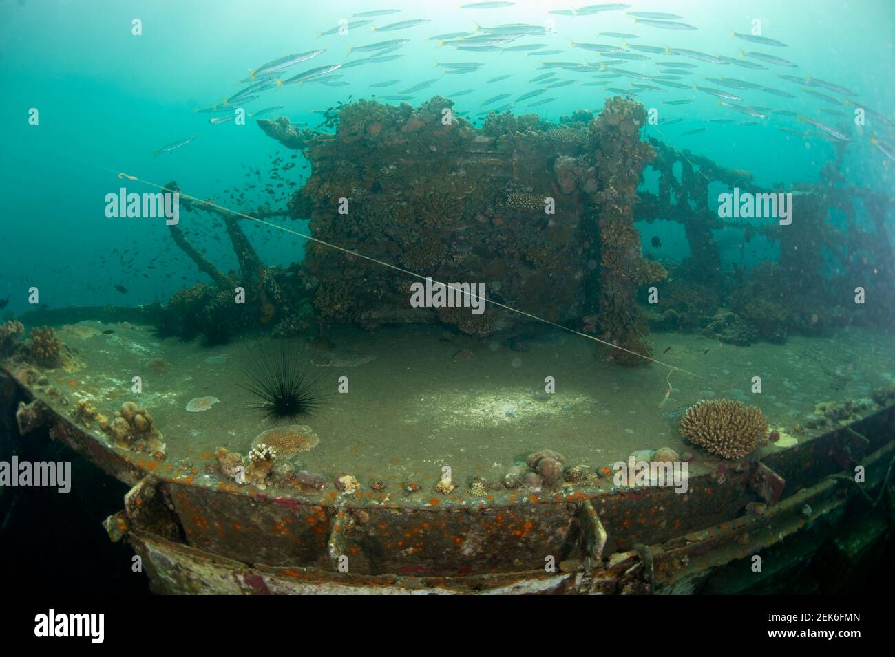 Brass Striped Barracuda, Sphyraena helleri, over wreck, Tanjung Nabire ...