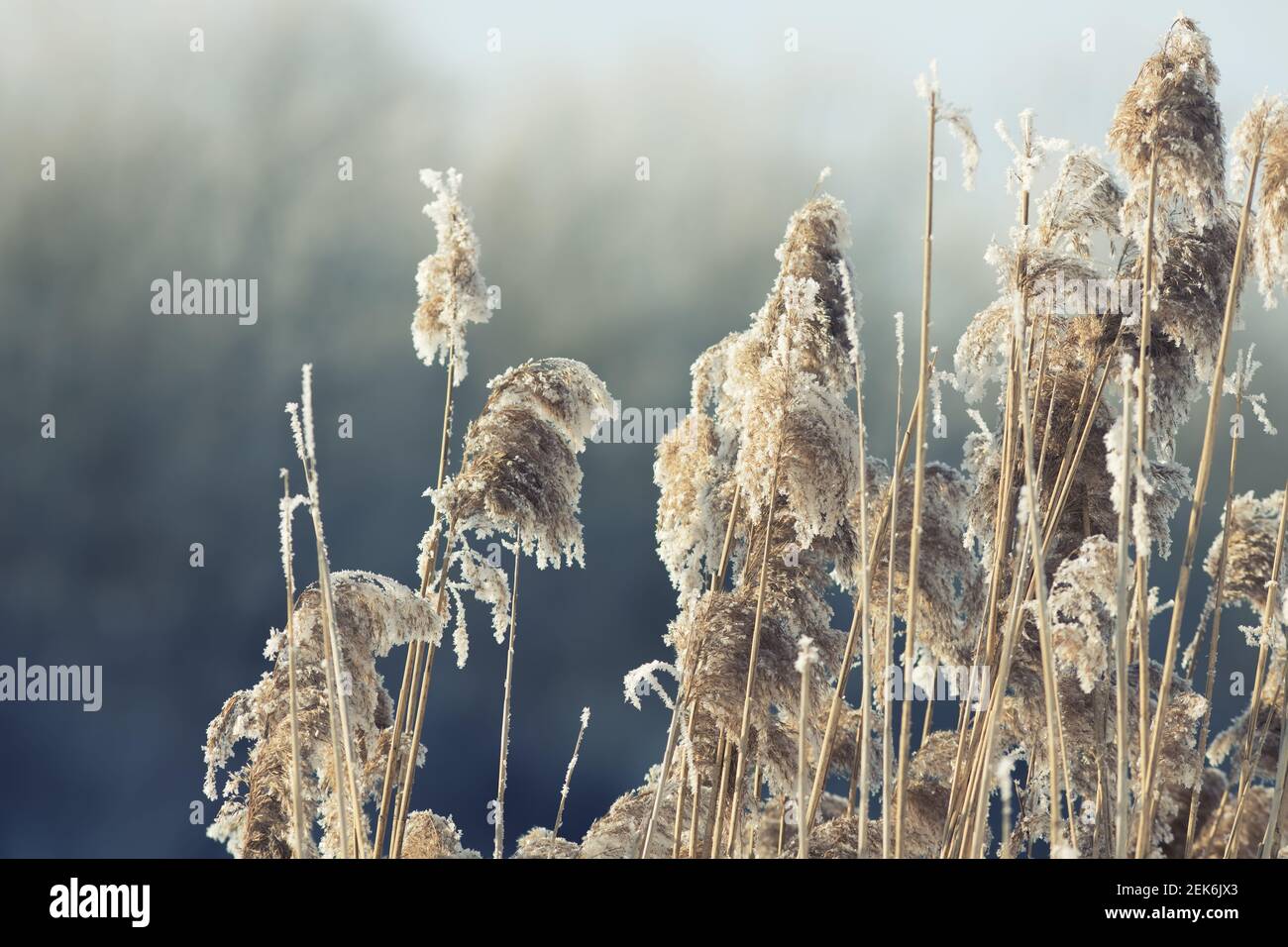 Ice crystals on the grass hi-res stock photography and images - Alamy