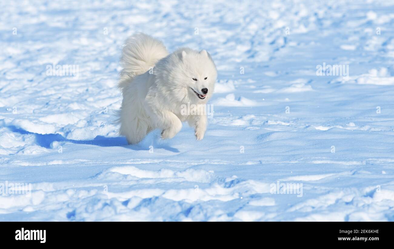 samoyed dog running through the snow Stock Photo - Alamy