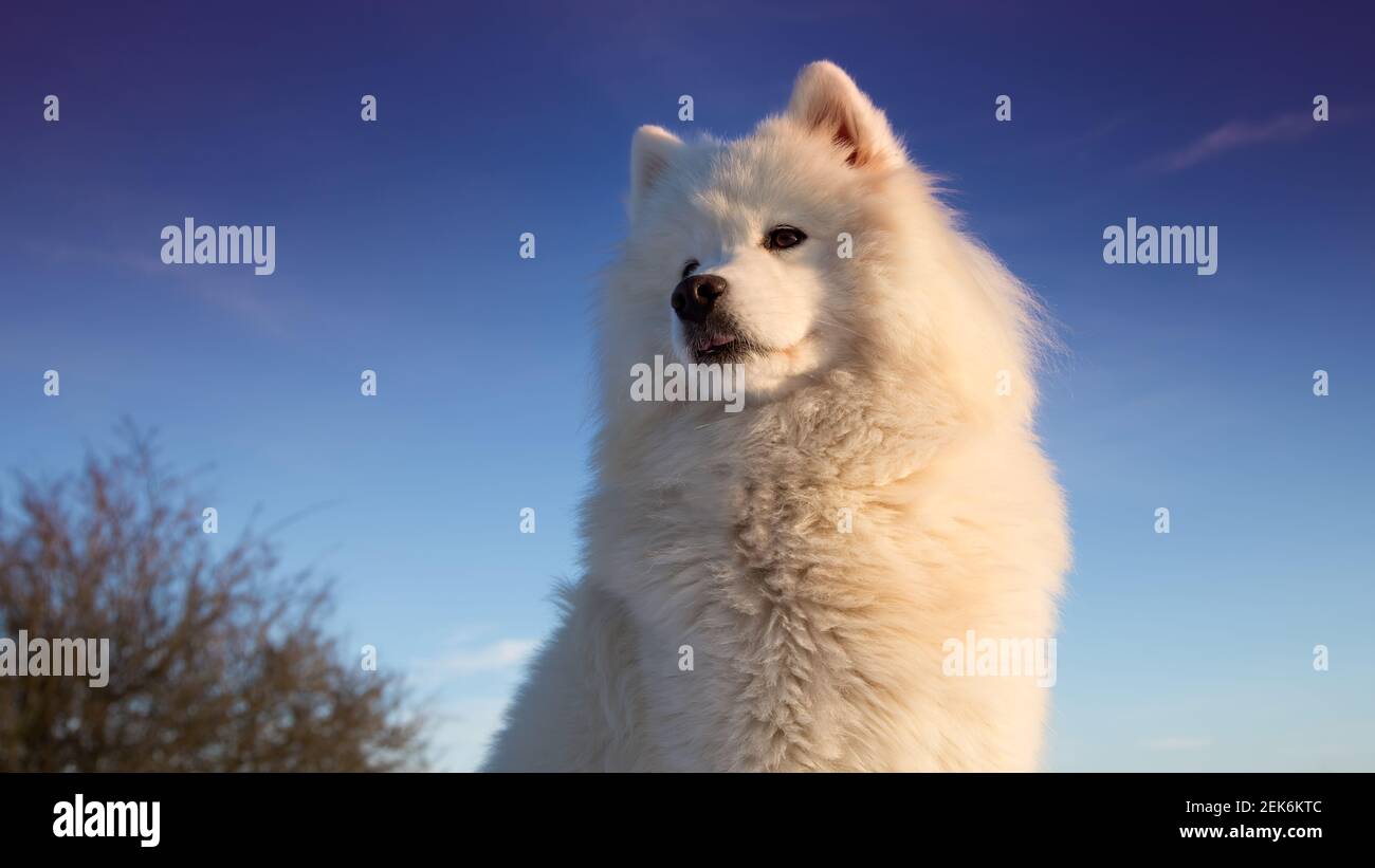 Samoyed head hi-res stock photography and images - Alamy