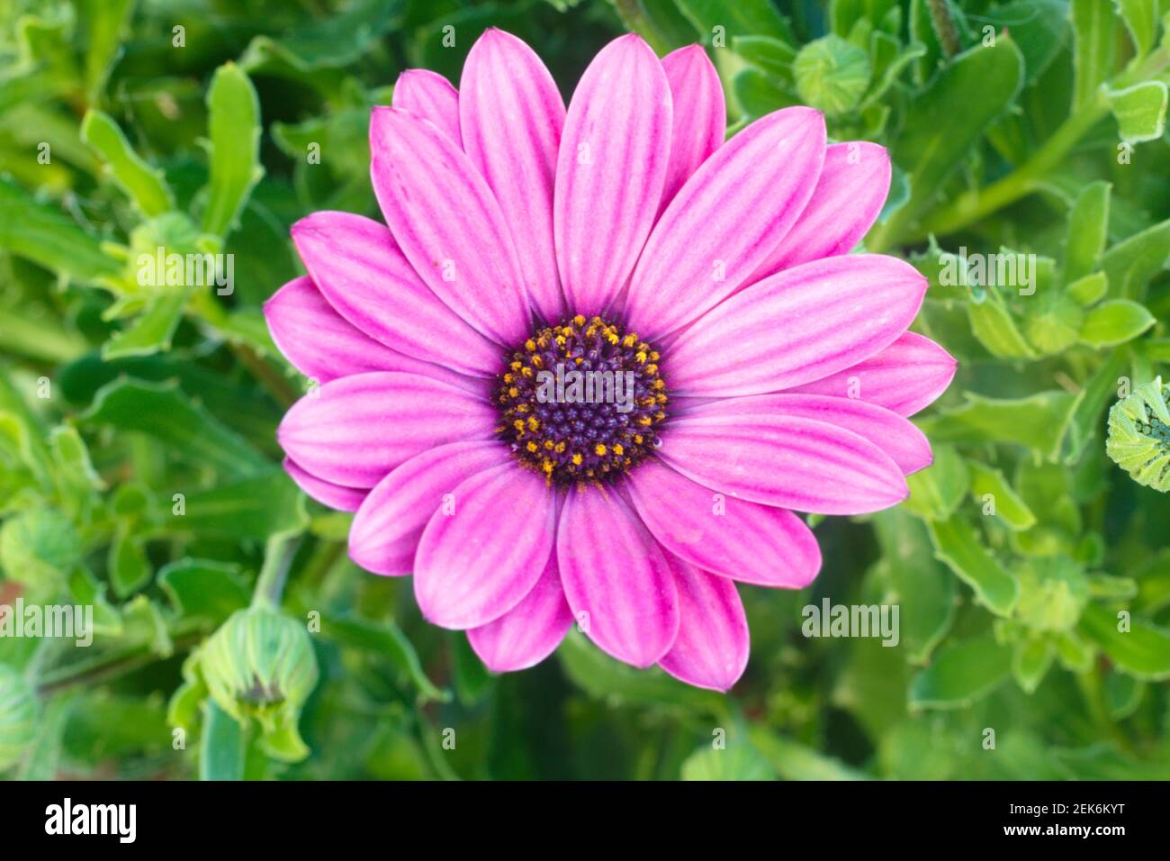 pretty background of cape daisy in purple color, garden flower ...