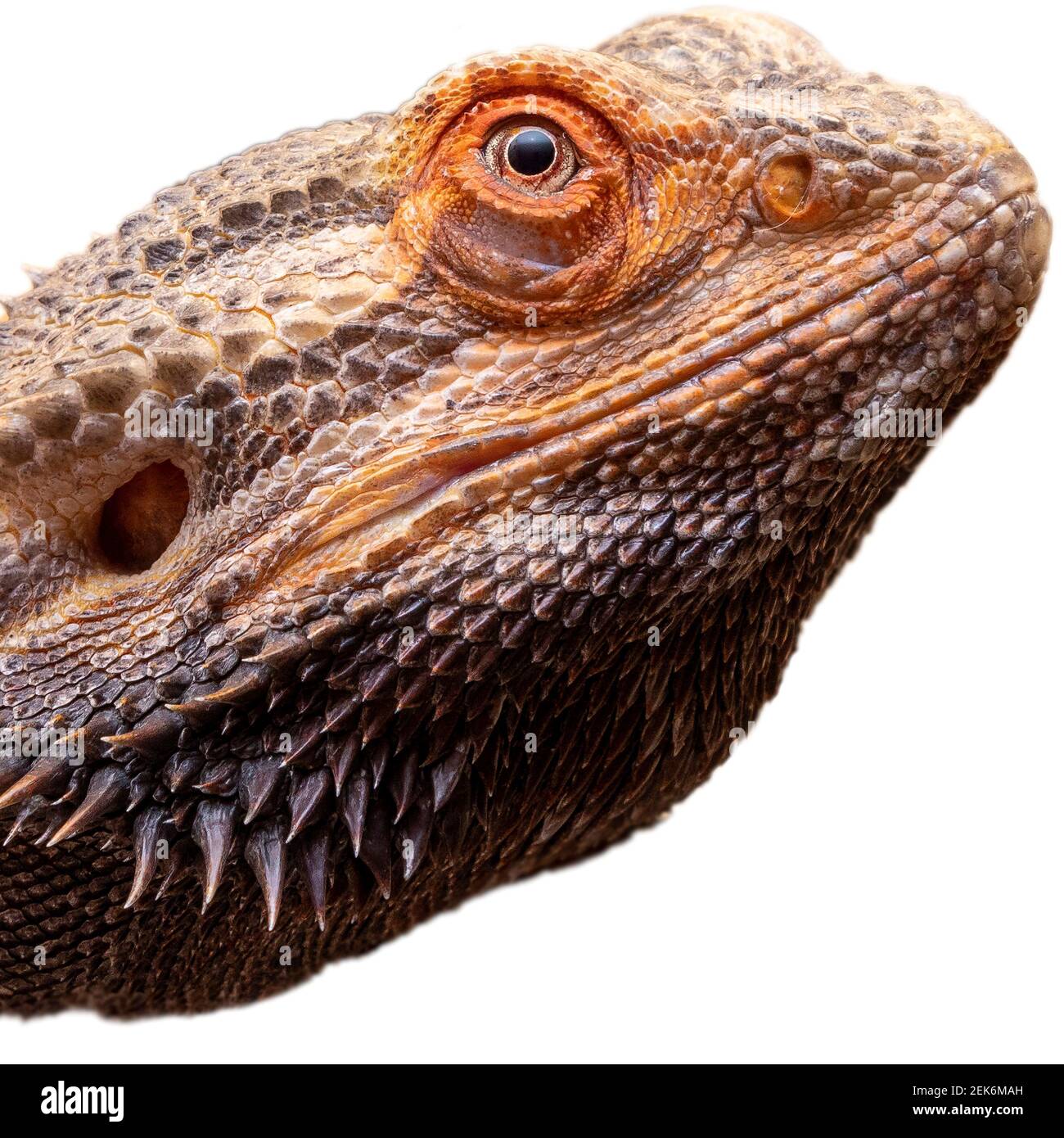 Bearded dragon pose hi-res stock photography and images - Alamy