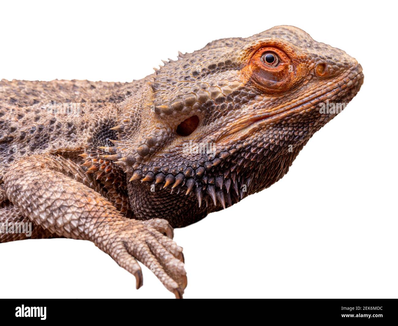 Bearded dragon pose hi-res stock photography and images - Alamy