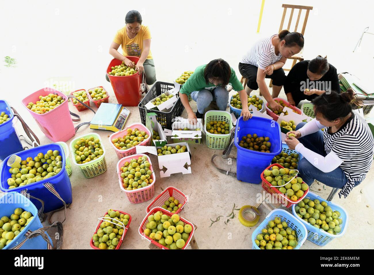 ANLONG, CHINA - JUNE 22, 2020 - The farmers sorted the honey plums ...