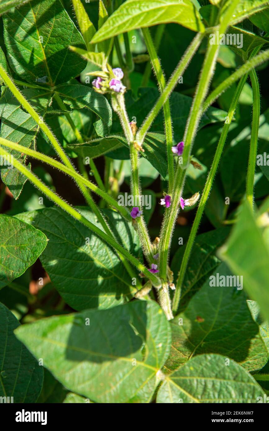 Soybean tree with flower in plantation Stock Photo - Alamy