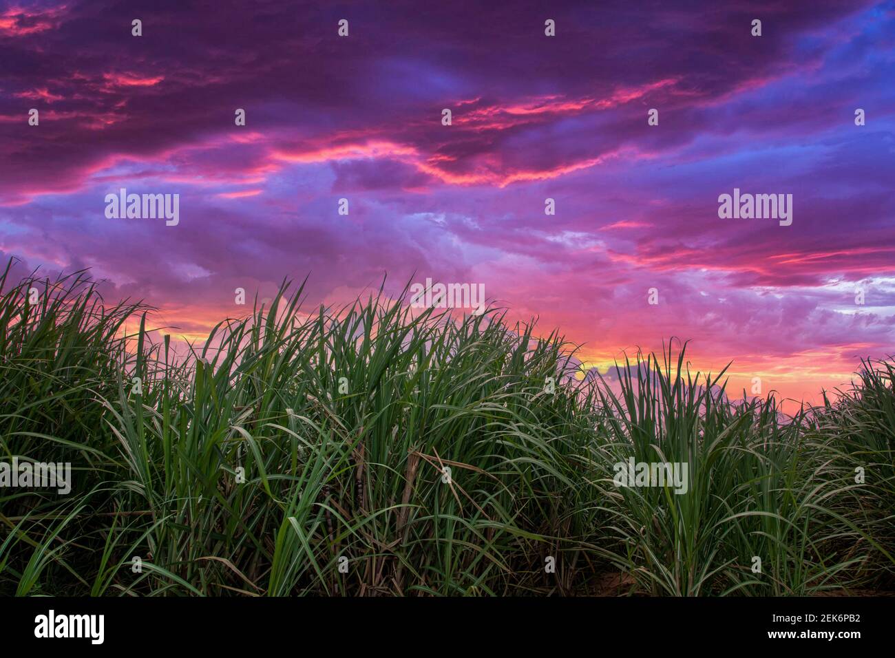 sugar cane plantation on a sunset Stock Photo - Alamy