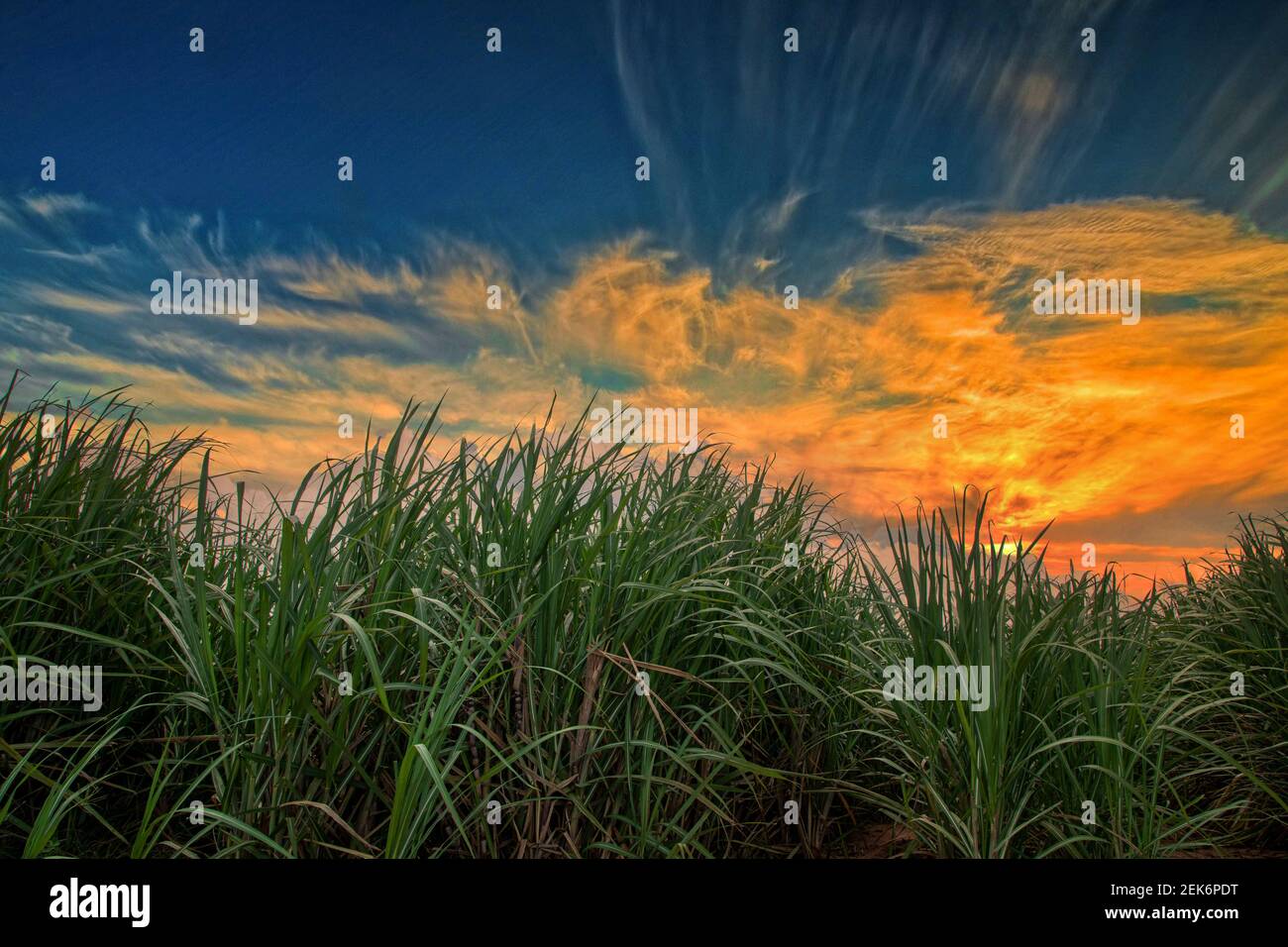 sugar cane plantation on a sunset Stock Photo - Alamy