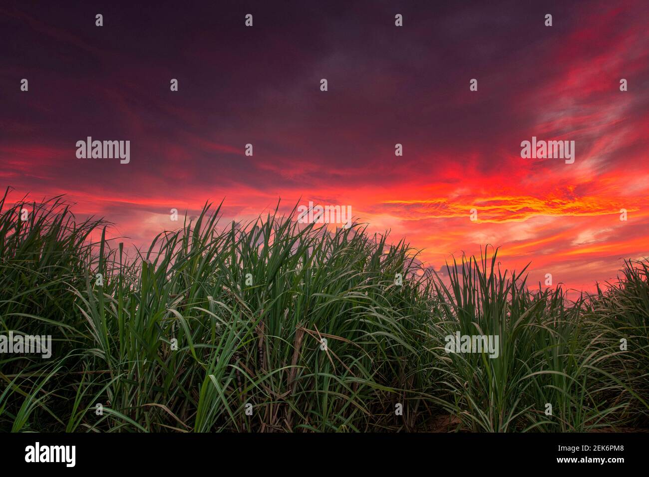 sugar cane plantation on a sunset Stock Photo - Alamy