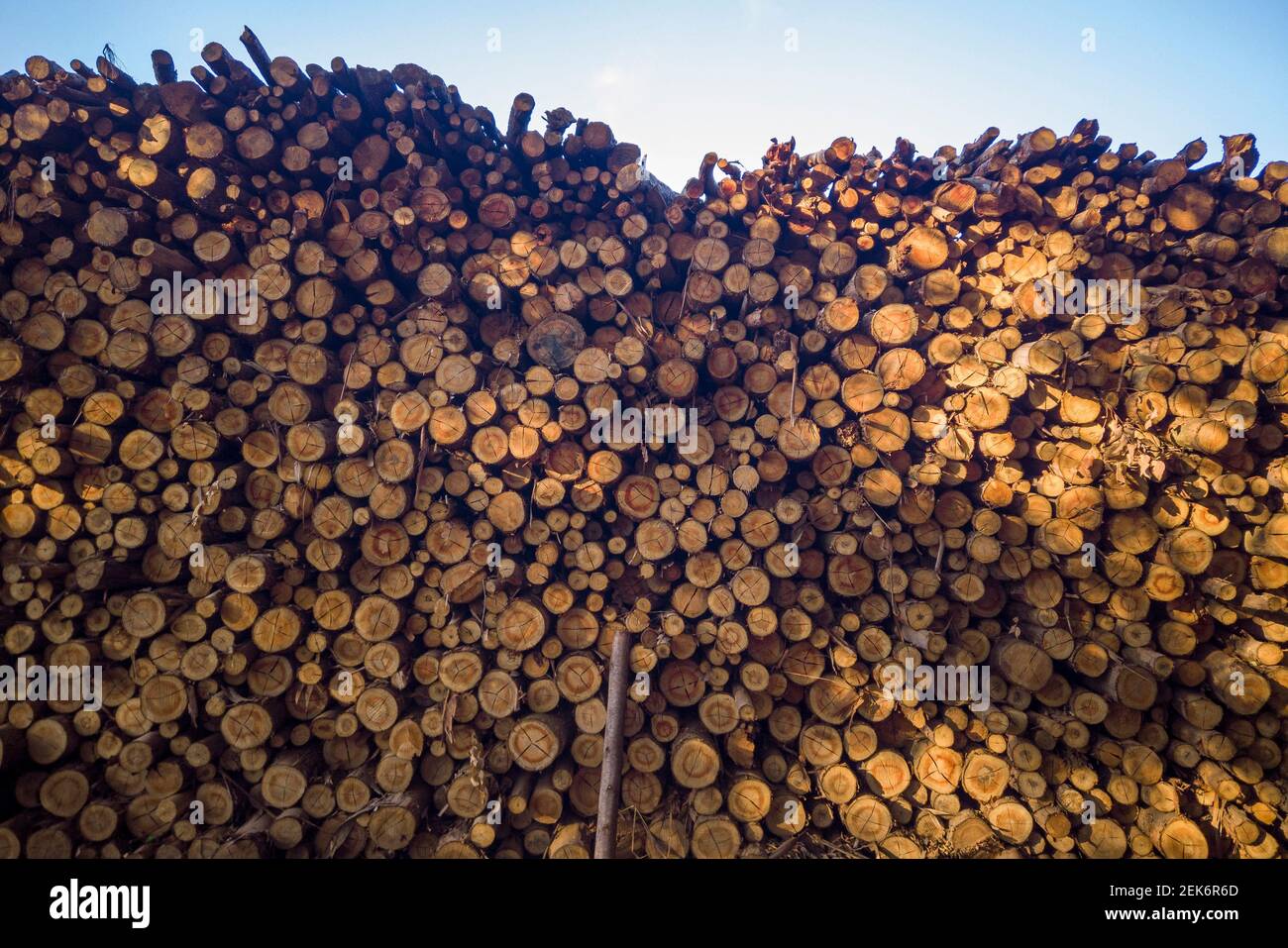 Pile of cut wood, pine, eucalyptus Stock Photo - Alamy
