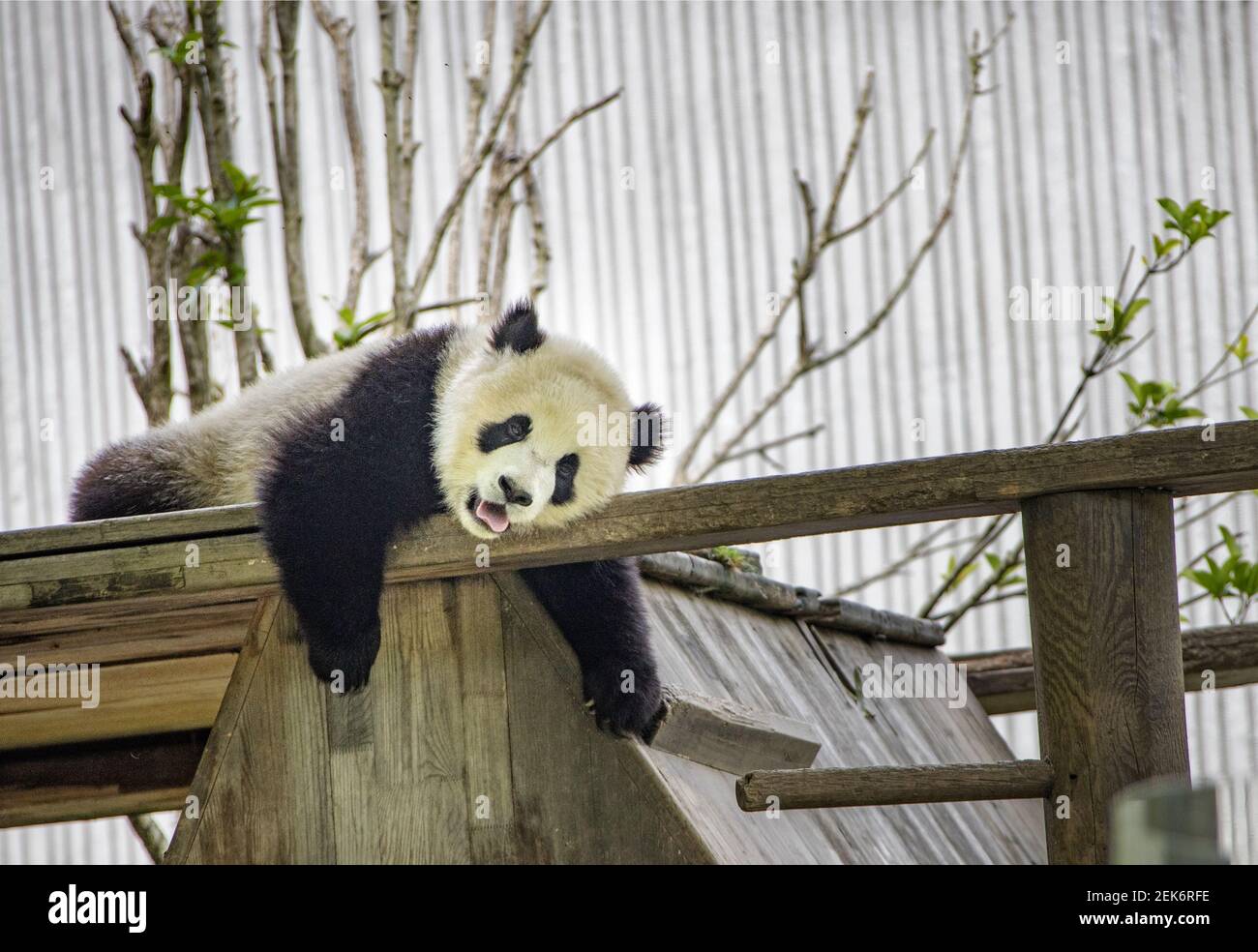 The lovely pandas are playing at the breeding base in Aba,Sichuan,China ...