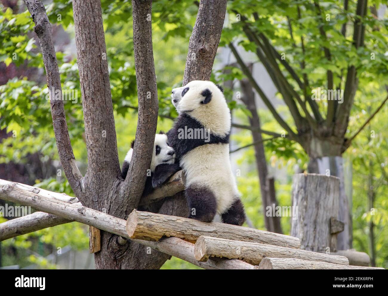 The lovely pandas are playing at the breeding base in Aba,Sichuan,China ...