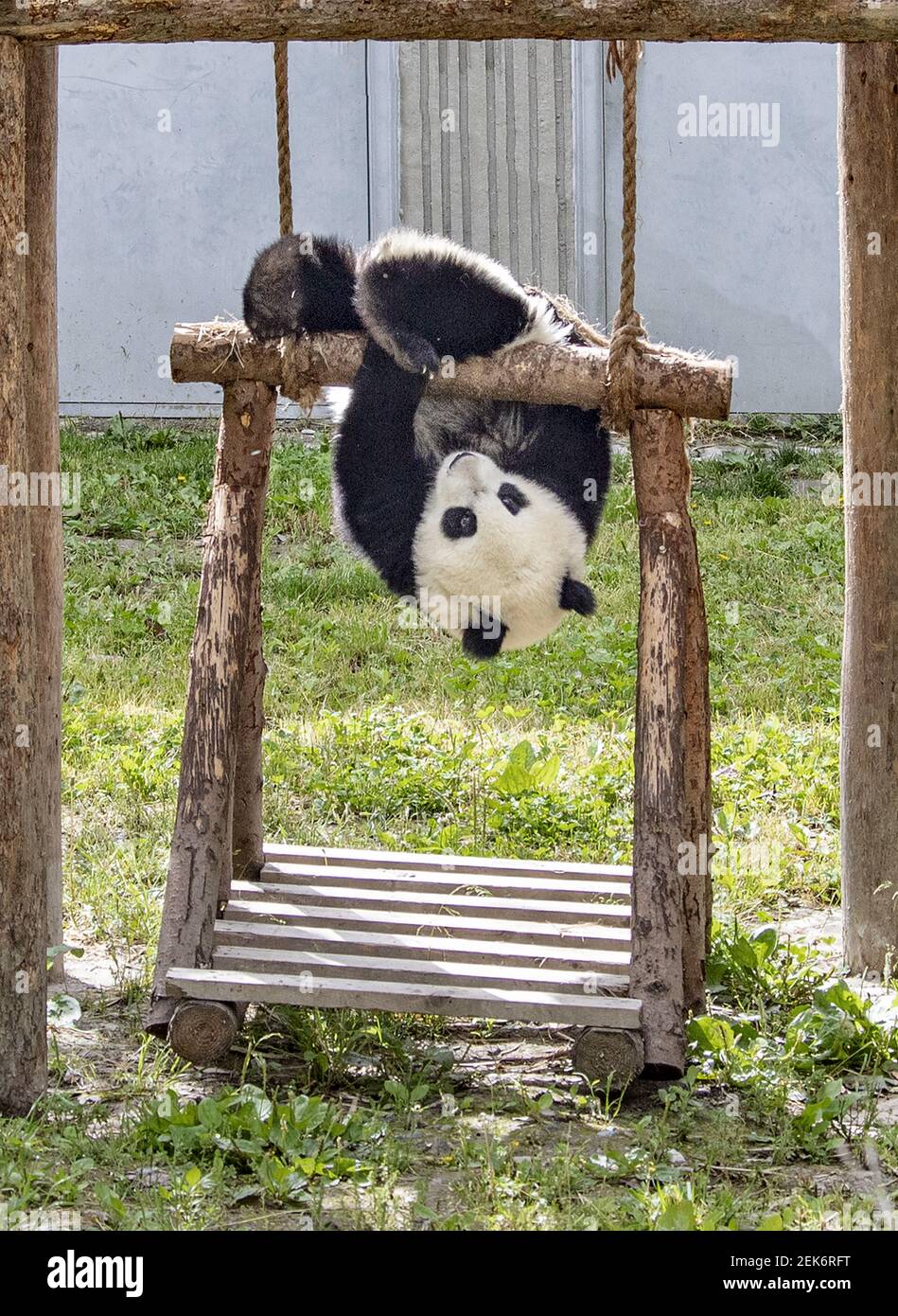 The lovely pandas are playing at the breeding base in Aba,Sichuan,China ...