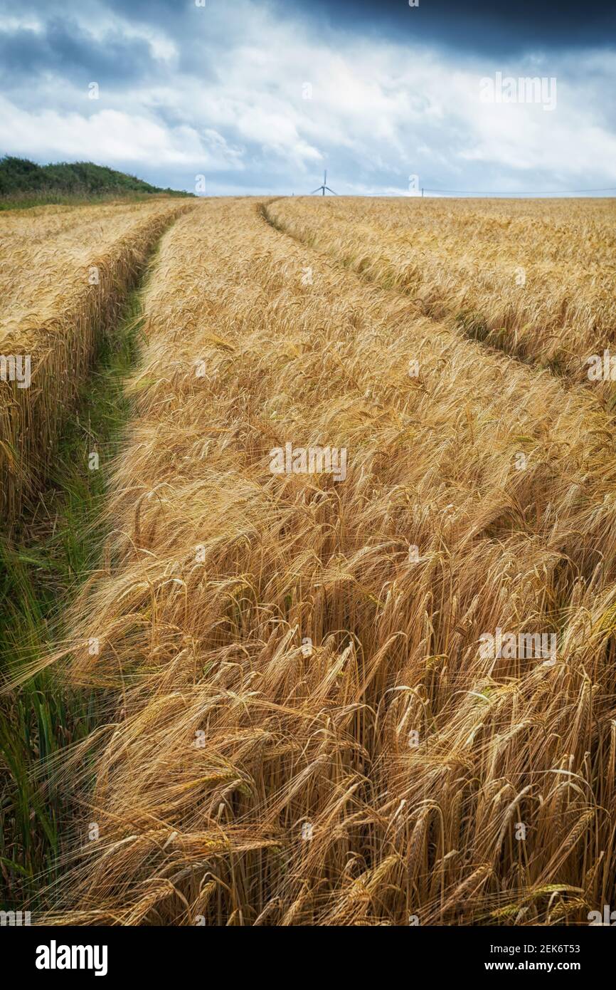 Barley field ripe and ready for harvest cornwall England uk Stock Photo ...