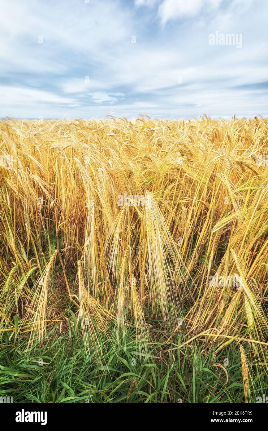 Barley field ripe and ready for harvest cornwall England uk Stock Photo ...