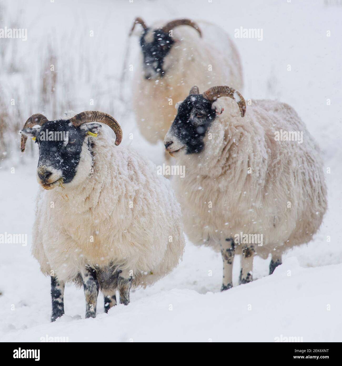 Sheep huddle together along the A708 south of Moffat in a snow Blizzard ...