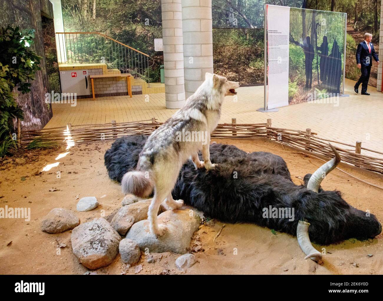 King Willem Alexander during a working visit to Borger in the context ...