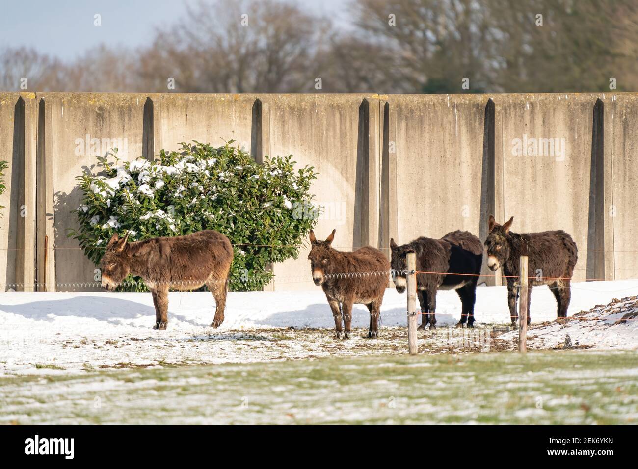 Side view of four gray brown donkeys standing on snow. In a winter ...
