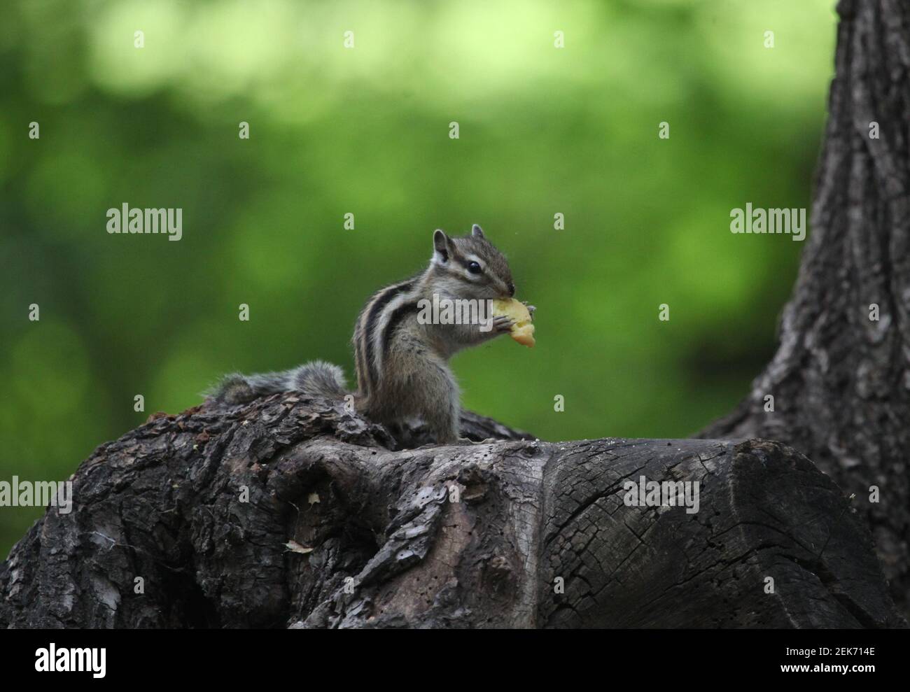 SHENYANG, CHINA - JUNE 25, 2020 - A chipmunk on a tree, Shenyang City ...