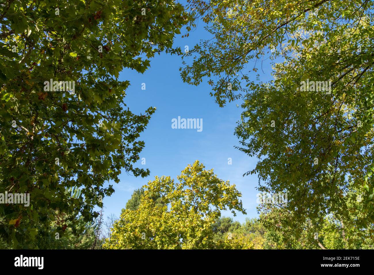 Natural Landscape with Big Trees Stock Photo - Alamy