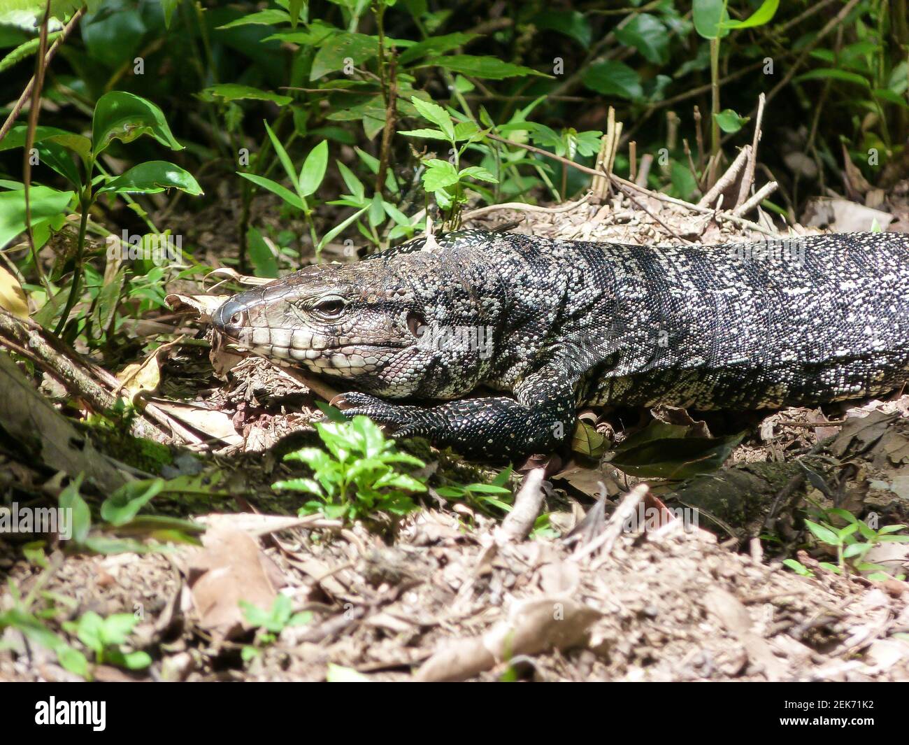 Beautiful viof Argentine black and white tegu sunbathing on the grass ...