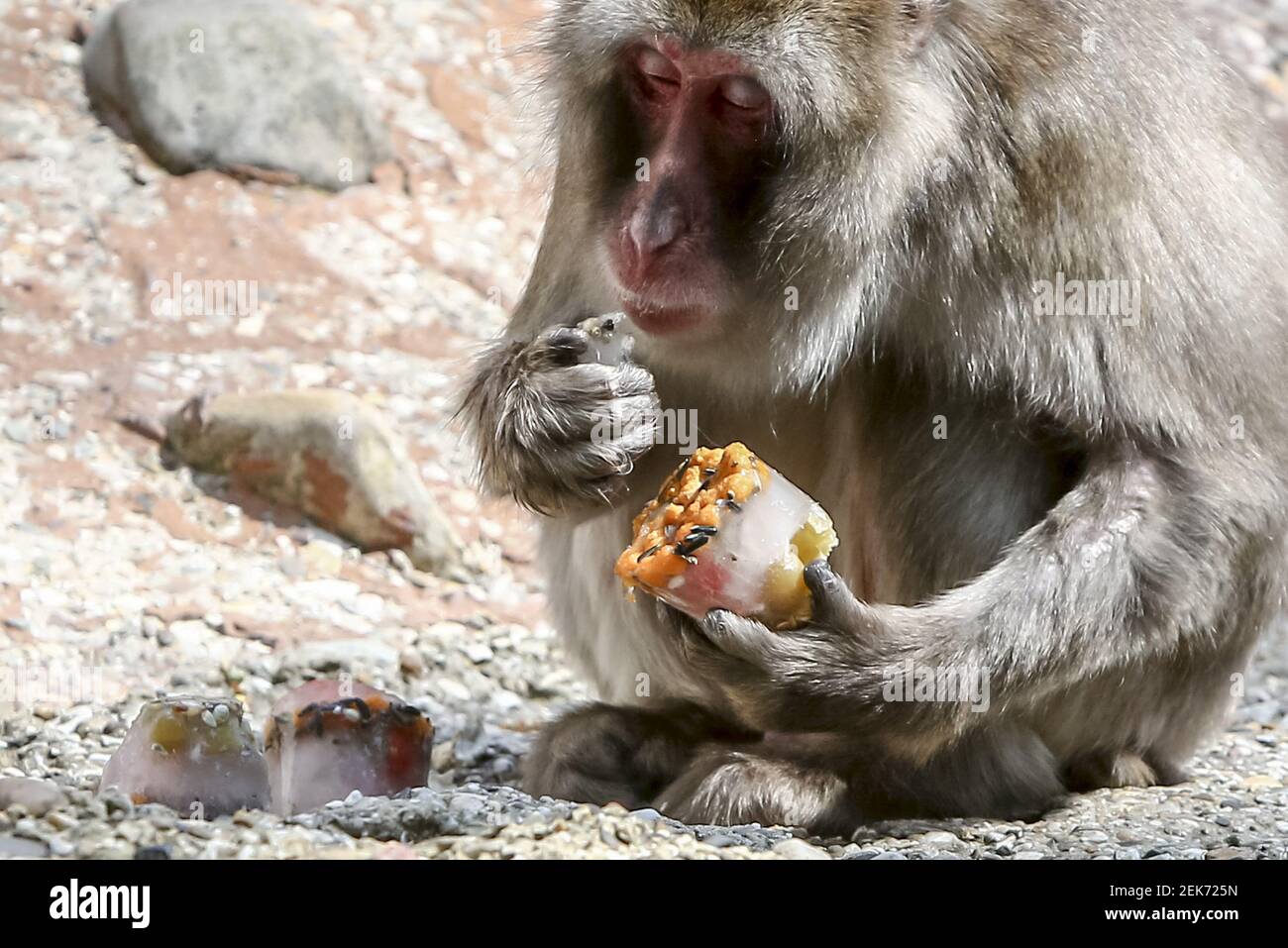 AMERSFOORT, 25-06-2020 ,Dierenpark Amersfoort Dutchnews, ice cream for ...