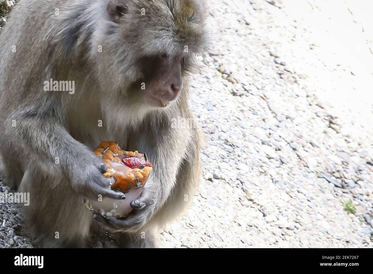 AMERSFOORT, 25-06-2020 ,Dierenpark Amersfoort Dutchnews, ice cream for ...