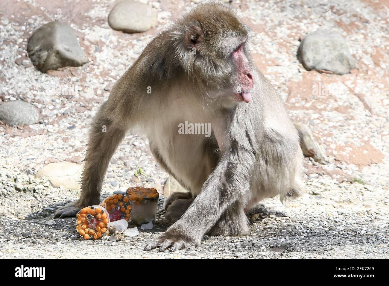 AMERSFOORT, 25-06-2020 ,Dierenpark Amersfoort Dutchnews, ice cream for ...