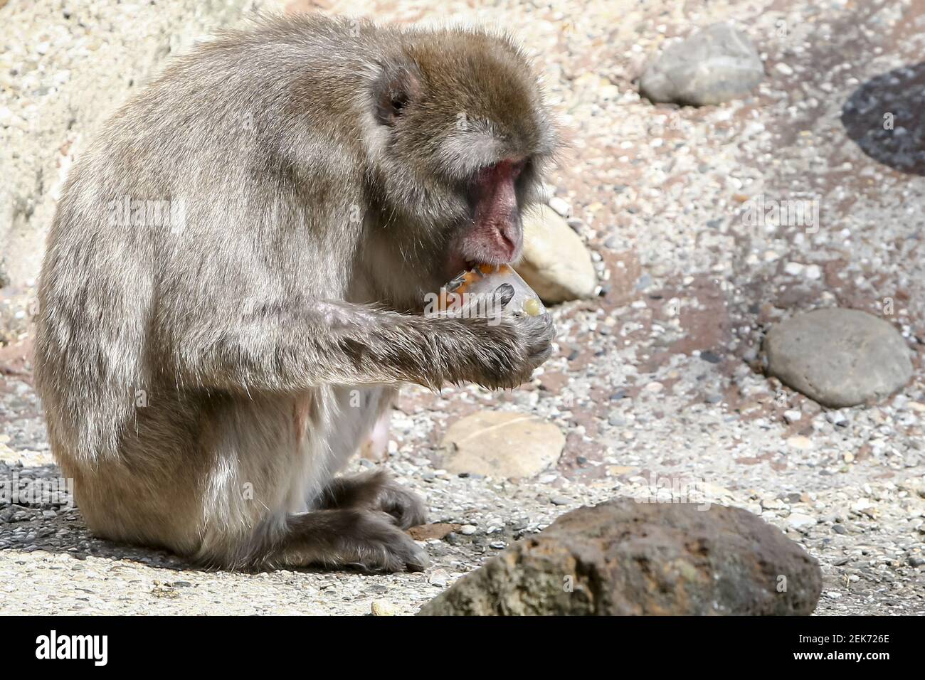 AMERSFOORT, 25-06-2020 ,Dierenpark Amersfoort Dutchnews, ice cream for ...